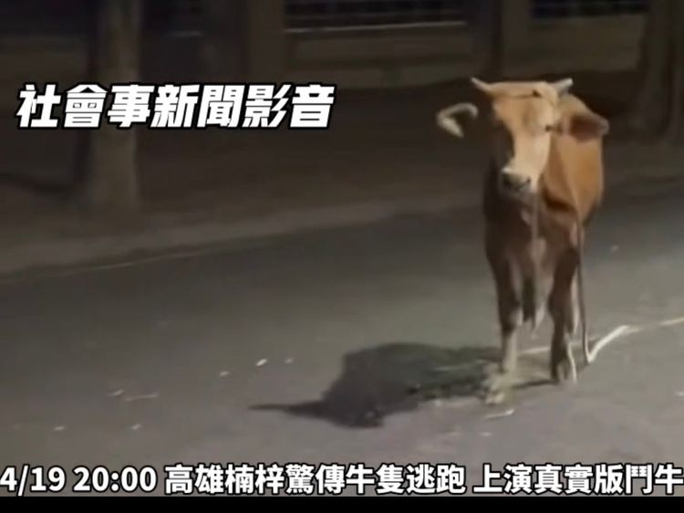 真實版鬥牛！小黃幼牛發狂撞傷主人 身中兩箭後倒地｜壹蘋新聞網